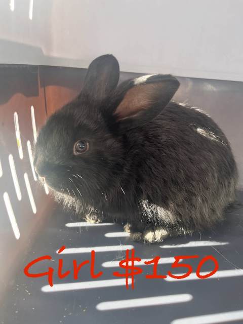 8week old Purebred Mini Lop Female Bunnies/Rabbits | Rabbits | Gumtree ...