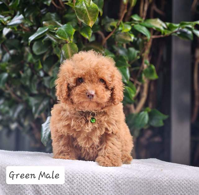 Miniature Cavoodle Puppies - DNA Tested & Ready for Their Forever Home ...