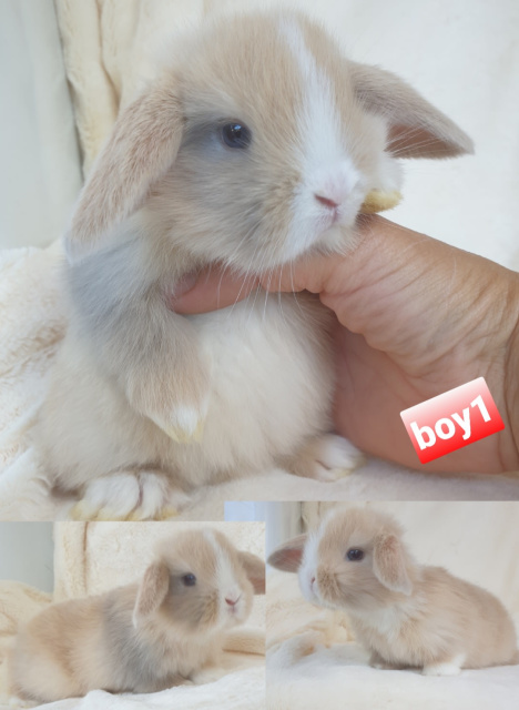 Pure-bred Mini Lop baby bunnies 💕 | Rabbits | Gumtree Australia ...