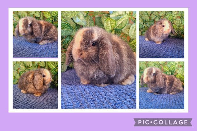 Beautiful baby mini lops | Rabbits | Gumtree Australia Greater ...