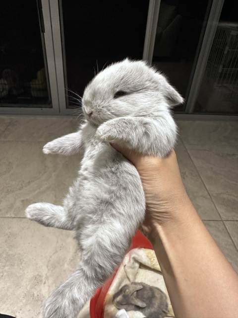 Pure breed Mini lop rabbits for sale | Rabbits | Gumtree Australia ...