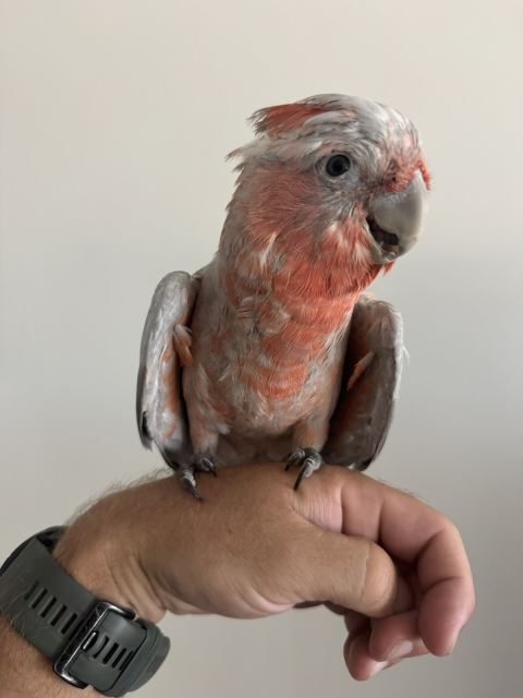 Handraised Major Mitchell Galah | Birds | Gumtree Australia Melville ...