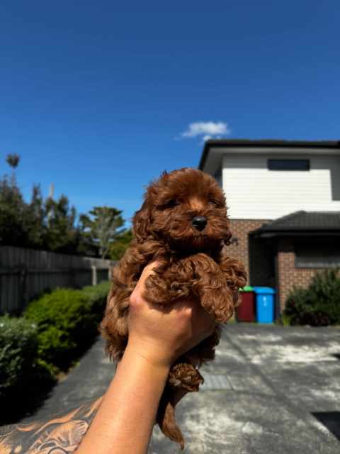 RUBY RED BOY CAVOODLE | Dogs & Puppies | Gumtree Australia Casey Area ...