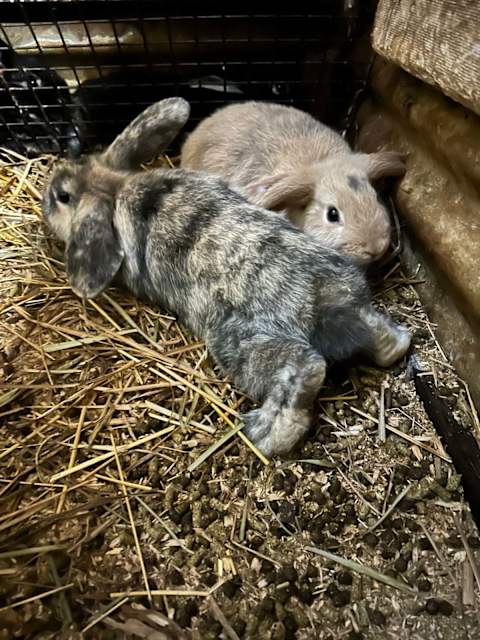 Well handled young Rabbits | Rabbits | Gumtree Australia Cardinia Area ...