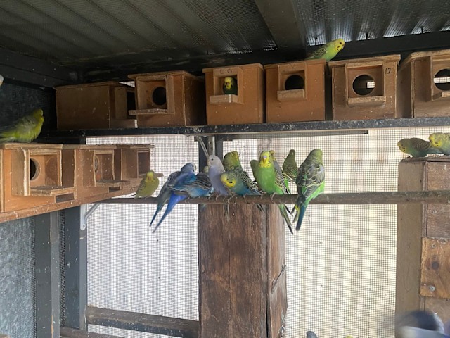 BABY & YOUNG ADULT BUDGIES | Birds | Gumtree Australia Lake Macquarie ...