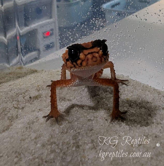 Nephrurus wheeleri - Knob tail Gecko | Reptiles & Amphibians | Gumtree ...