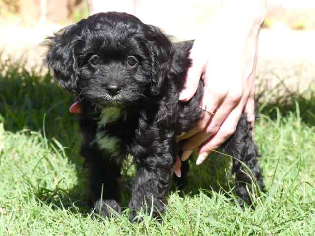 Cavoodles Mini 12 wks First Generation DNA tested parents | Dogs ...