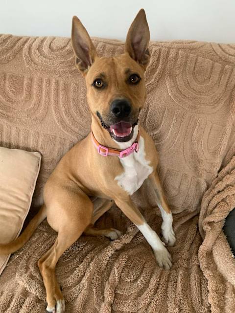 Re-home Lola American Staffy x Ridgeback | Dogs & Puppies | Gumtree ...