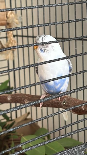 BABY BUDGIES 2 of them - very cute little birds 2 months old | Birds ...