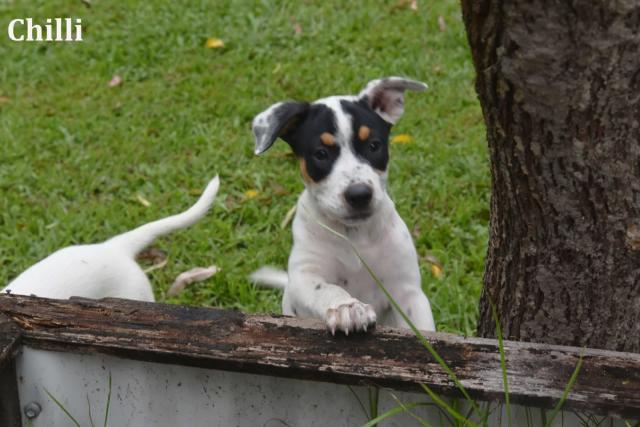 CHILLI CATTLE X FEMALE 10 WEEKS OLD $600 TO ADOPT BIN0001548112747 98 ...