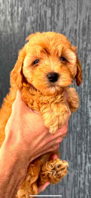 CAVOODLE PUPPY F2 Ruby Red ️ ️ ️ ️ READY TO NEW HOME NOW 🐾 | Dogs ...