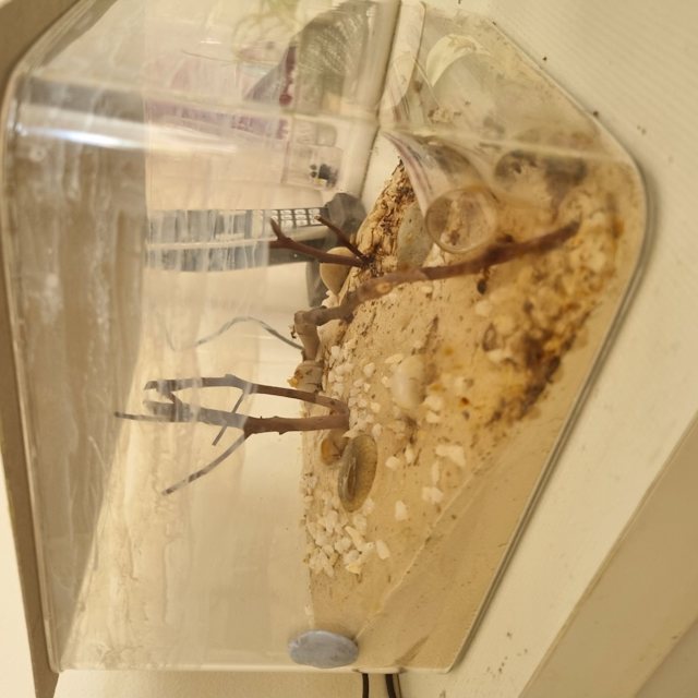 Ant farm enclosure with test tubes, ant-i-slip and colony | Pet ...