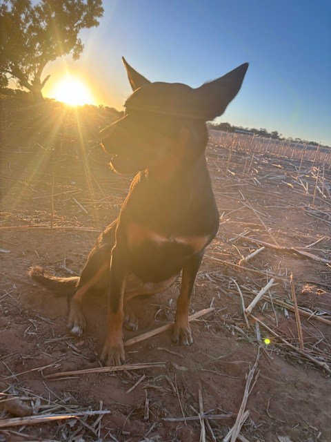 Farm hand wanted | Other | Gumtree Australia Bendigo Surrounds ...