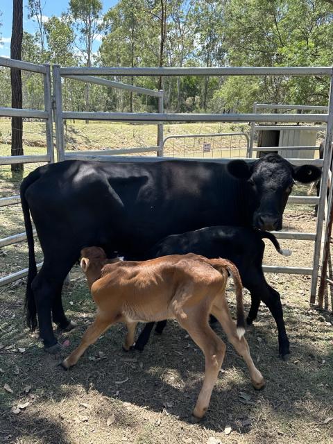 Angus x dexter quiet foster/house cow and calf | Livestock | Gumtree Australia South Burnett ...