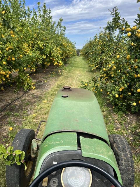 Fruit picker (Lemons/Oranges) | Other | Gumtree Australia Gosford Area ...