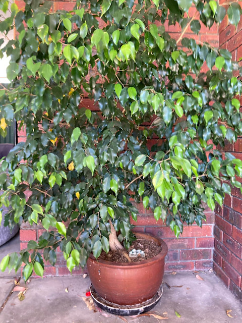 Free - Ficus tree in a ceramic pot - Plants in Padbury WA | Gumtree ...