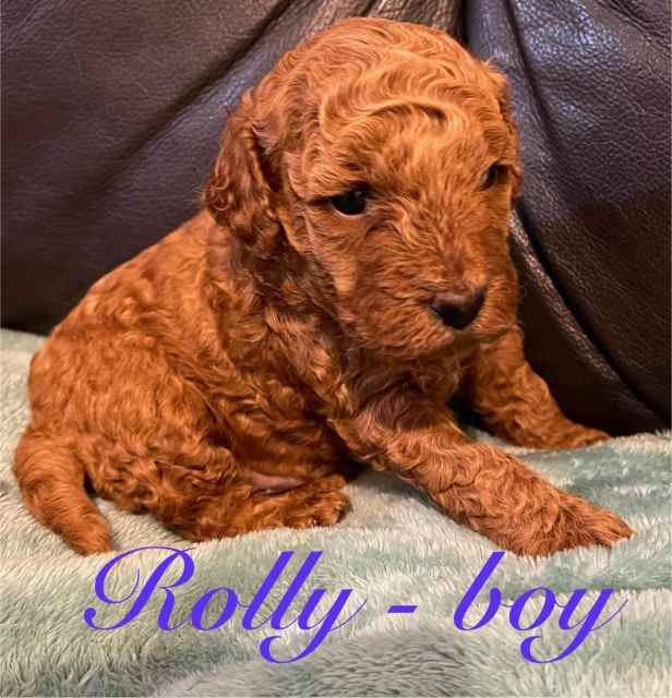 STUNNING RUBY RED MALE SPOODLE 🐶💕 | Dogs & Puppies | Gumtree Australia ...