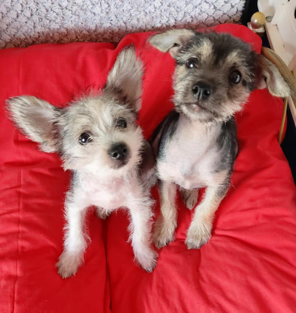 CHI-CHI Boutique pups a Recognised X Breed CHINESE CRES& CHIHUAHUA ...