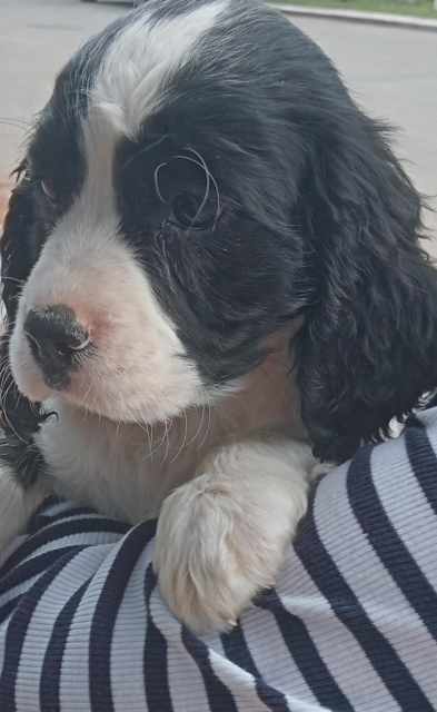 Last 2 English Springer Spaniel X Cavalier King Charles Spaniel pups ...