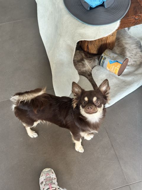 Long haired chihuahua male puppy | Dogs & Puppies | Gumtree Australia ...