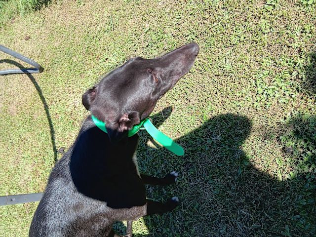 ginger greyhound | Dogs & Puppies | Gumtree Australia Gold Coast North ...