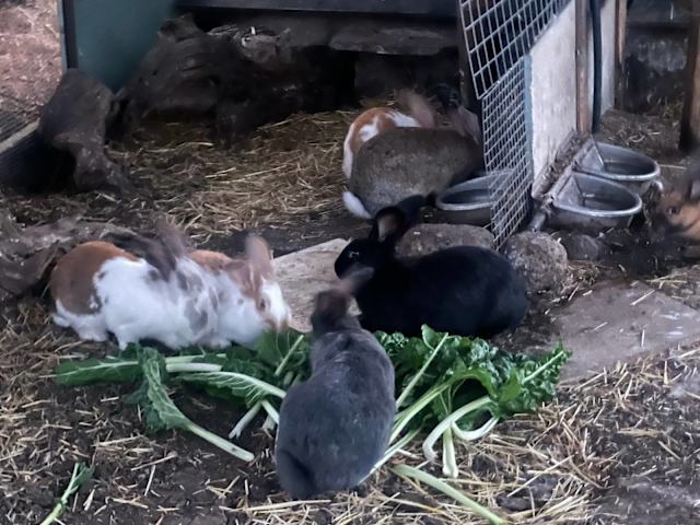 New Zealand White Rabbits | Rabbits | Gumtree Australia Macedon Ranges ...