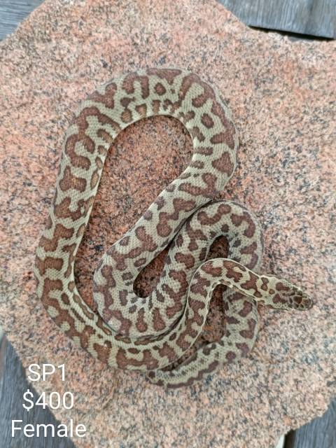 Yearling Stimsons Python | Reptiles & Amphibians | Gumtree Australia ...