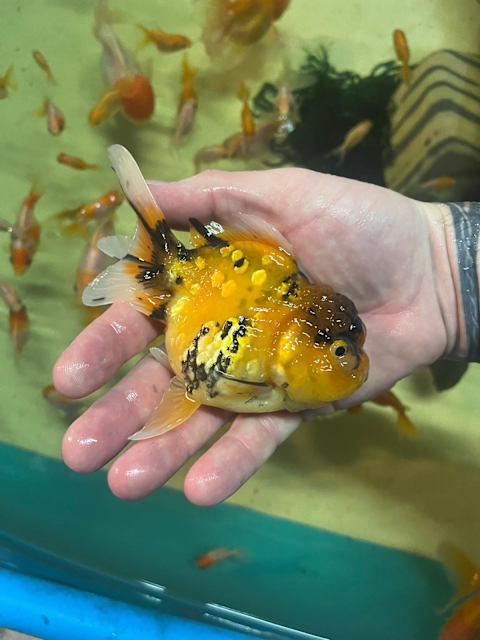 Fancy oranda golfish | Fish | Gumtree Australia Ipswich City - Bundamba ...