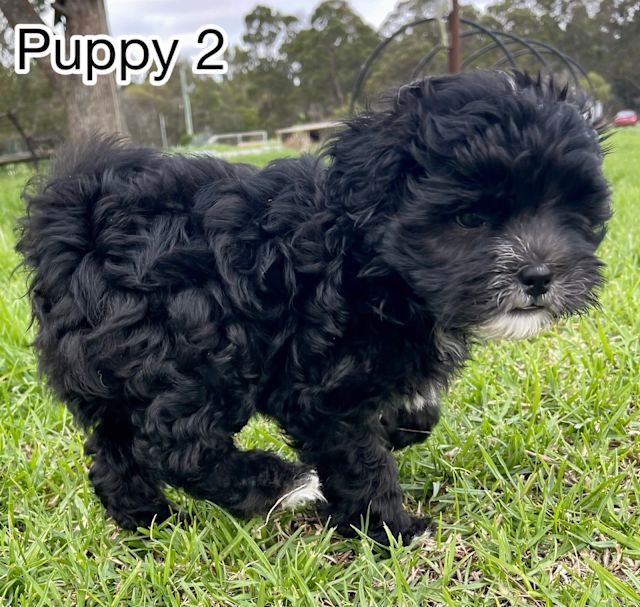 Adorable Shmoodle puppy | Dogs & Puppies | Gumtree Australia ...