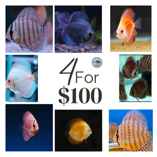 AMAZING DISCUS 5-6cm BUY DISCUS ONLINE - AUSTRALIA-WIDE DOOR to DOOR ...