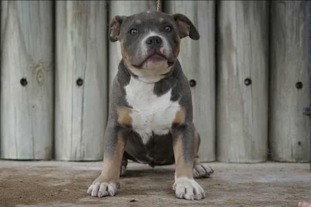 AMERICAN BULLY POCKET BULLIES AMBULLY POCKET BULLY PUPPY STAFFY BULLDO ...