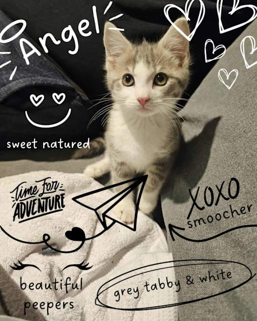 Angel rescue kitten SK7105 vetted-Petstock Brighton 17/8 | Cats ...