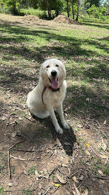 🐾 Maremma Guardian Dog 🐾 📍 Located in Kooralbyn | Dogs & Puppies ...