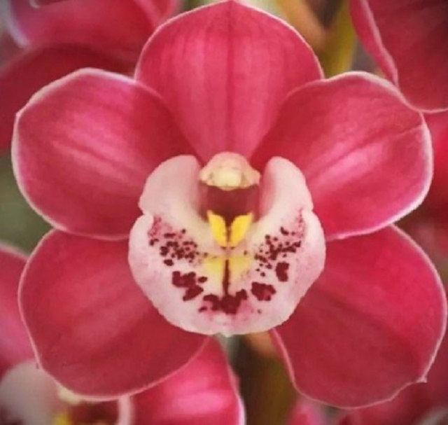 Rare GIFT - Almost flowering size unique Cymbidium Orchid plant ...