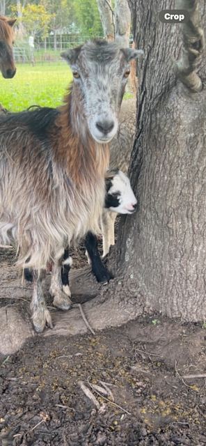 Goats for sale all variations available | Livestock | Gumtree Australia ...