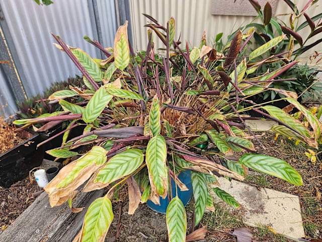 Mature shade plants - Plants in Semaphore SA | Gumtree Australia