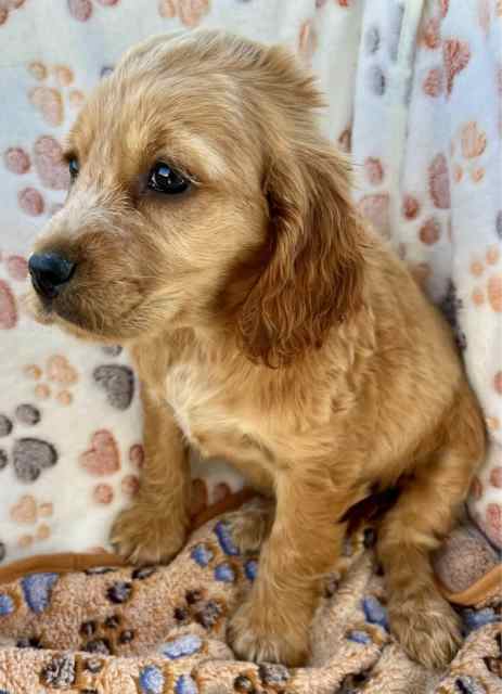 Pure breed cocker spaniel | Dogs & Puppies | Gumtree Australia Mudgee ...