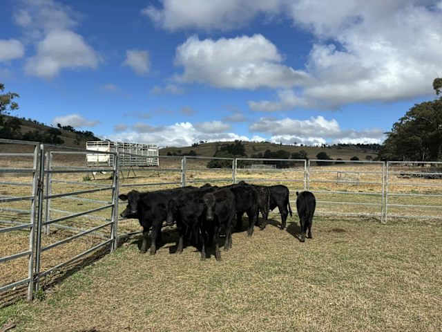 FOR SALE: 9 Angus Steers | Livestock | Gumtree Australia Toowoomba ...