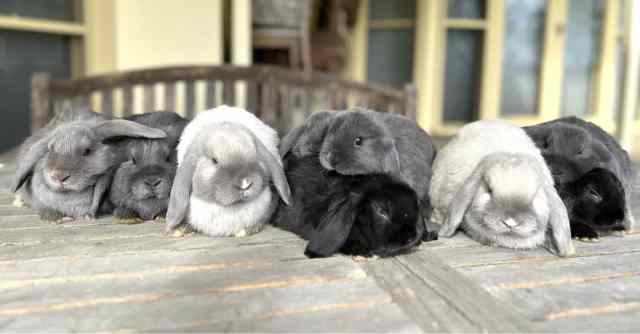 Pure Bred Mini Lop Female Bunnies From Breeder | Rabbits | Gumtree ...