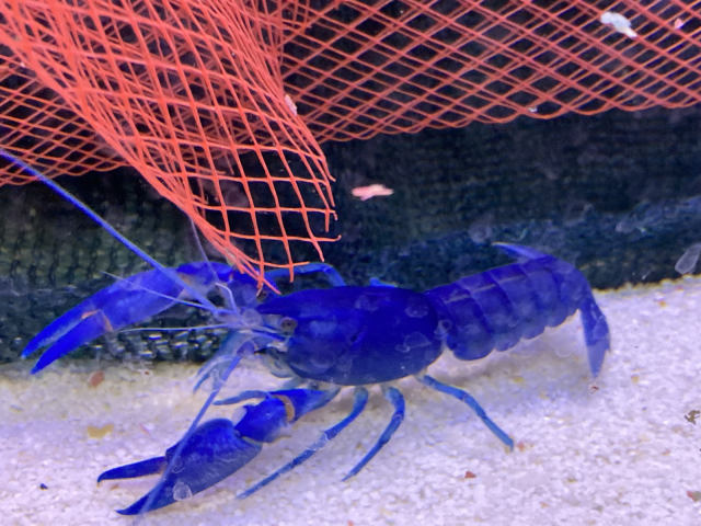 Electric Blue Yabby Crayfish | Fish | Gumtree Australia Tweed Heads ...