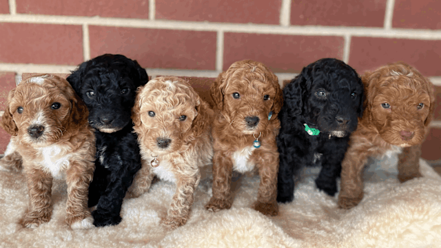 Gorgeous F2b Miniature Labradoodle x moyen parti poodle puppies | Dogs ...