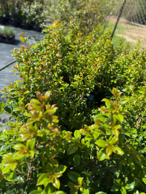 Syzygium paniculatum Lilly Pilly Backyard Bliss 20cm pots - Plants in ...