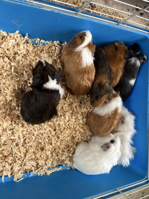 Baby Guinea pigs | Other Pets | Gumtree Australia Queanbeyan Area ...