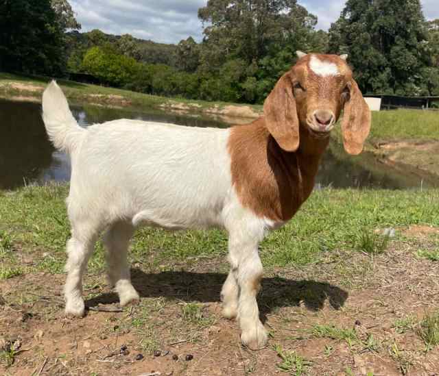 Boer Goat Kids Purebred | Livestock | Gumtree Australia Lake Macquarie ...