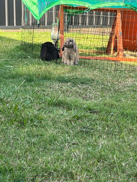 2x male mini lop bunnies cage and fencing | Rabbits | Gumtree Australia ...