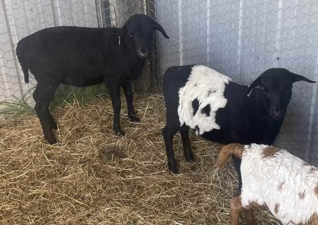 Beautiful harlequin mini sheep. Shelf shedding, low maintenance ...