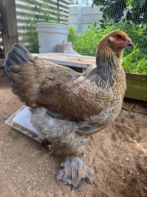 Brahma chickens point of lay | Livestock | Gumtree Australia ...
