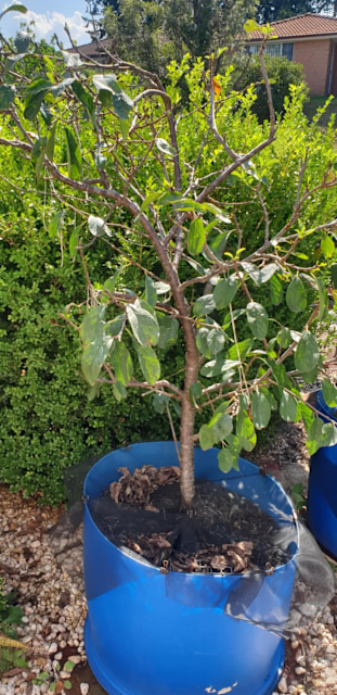 Mature Grafted Plum fruit trees in container pot 2 available - Plants ...
