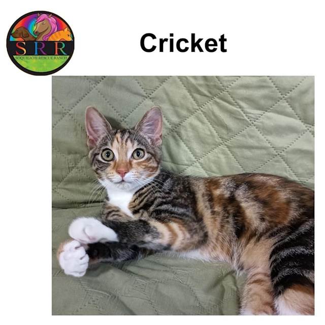 Cricket - Soquilichi Rescue Ranch SRR | Cats & Kittens | Gumtree Australia Logan Area ...
