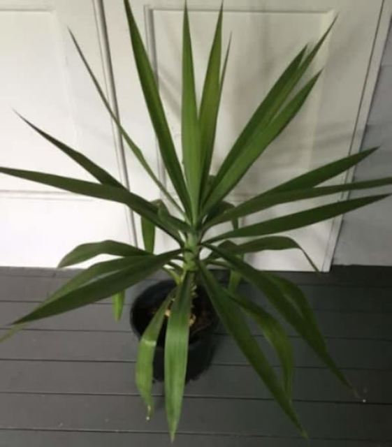 Giant Yucca plant - Plants in Oxley QLD | Gumtree Australia